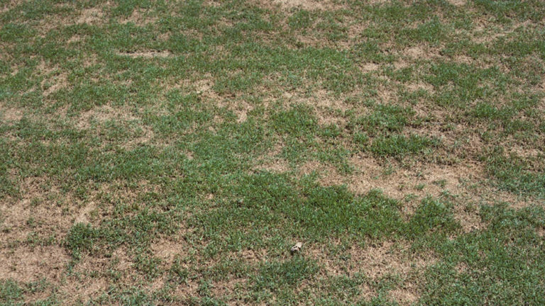 Brown Patch - Lawn Diseases | Spring Touch Lawn & Pest Control