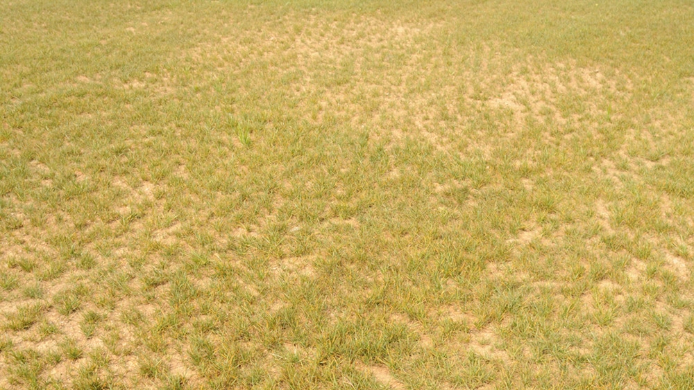 Lawn Rusts - Lawn Diseases | Spring Touch Lawn Care